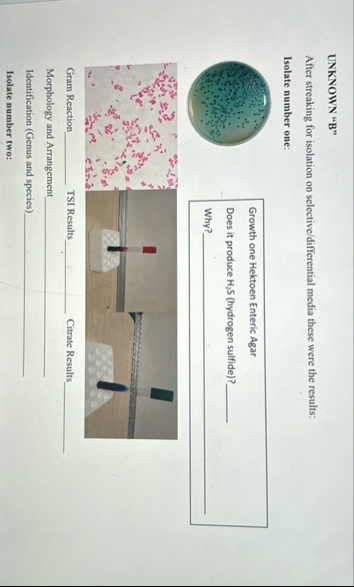 Solved UNKNOWN "B"After streaking for isolation on | Chegg.com