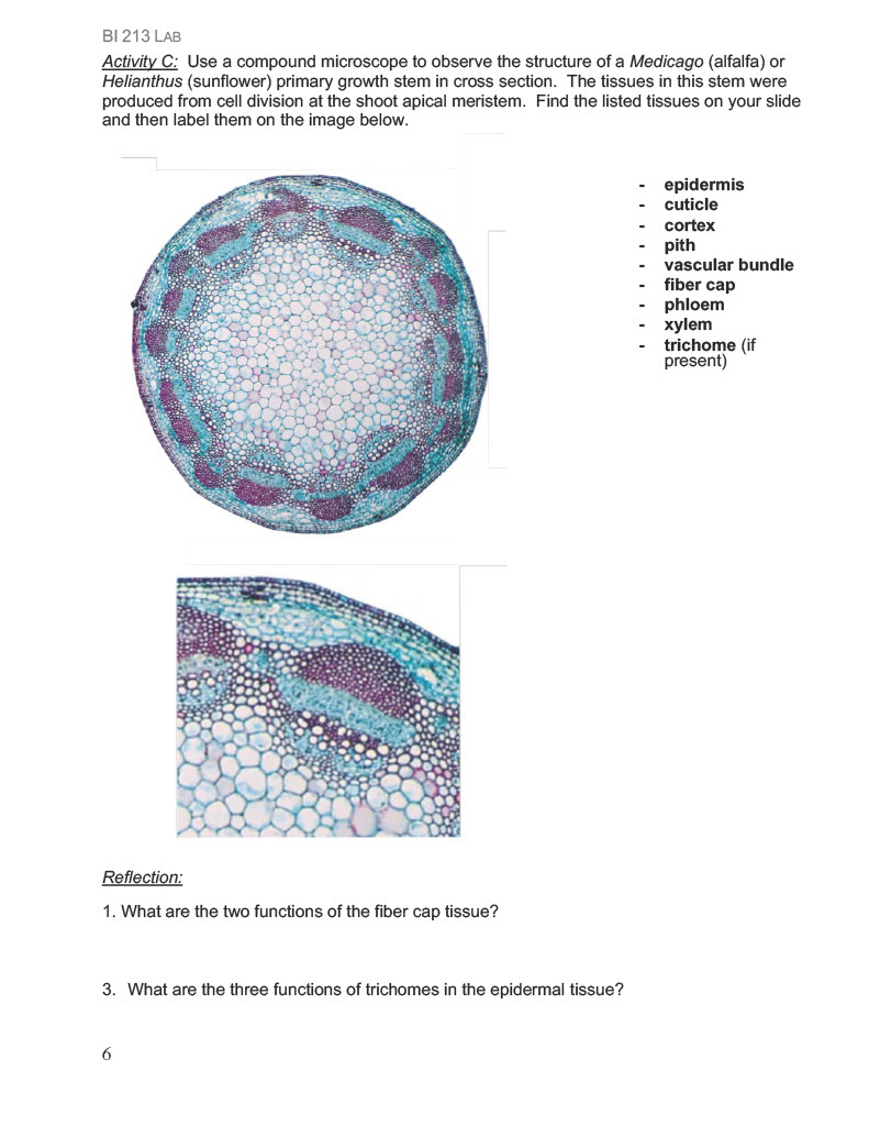 Solved Activity C: Use a compound microscope to observe the | Chegg.com