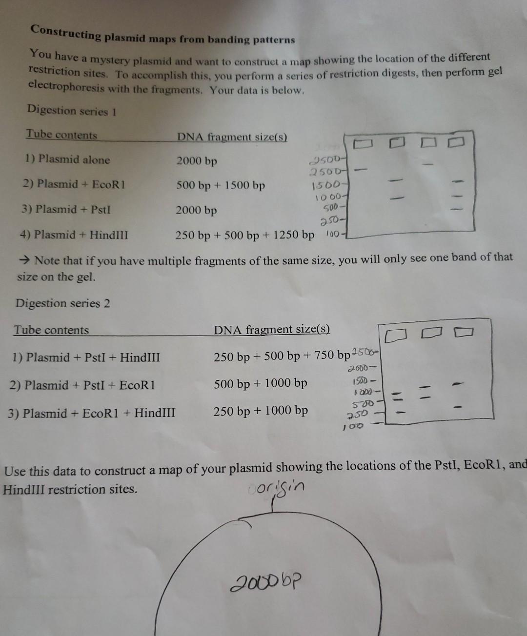 Solved Constructing plasmid maps from banding patterns You | Chegg.com
