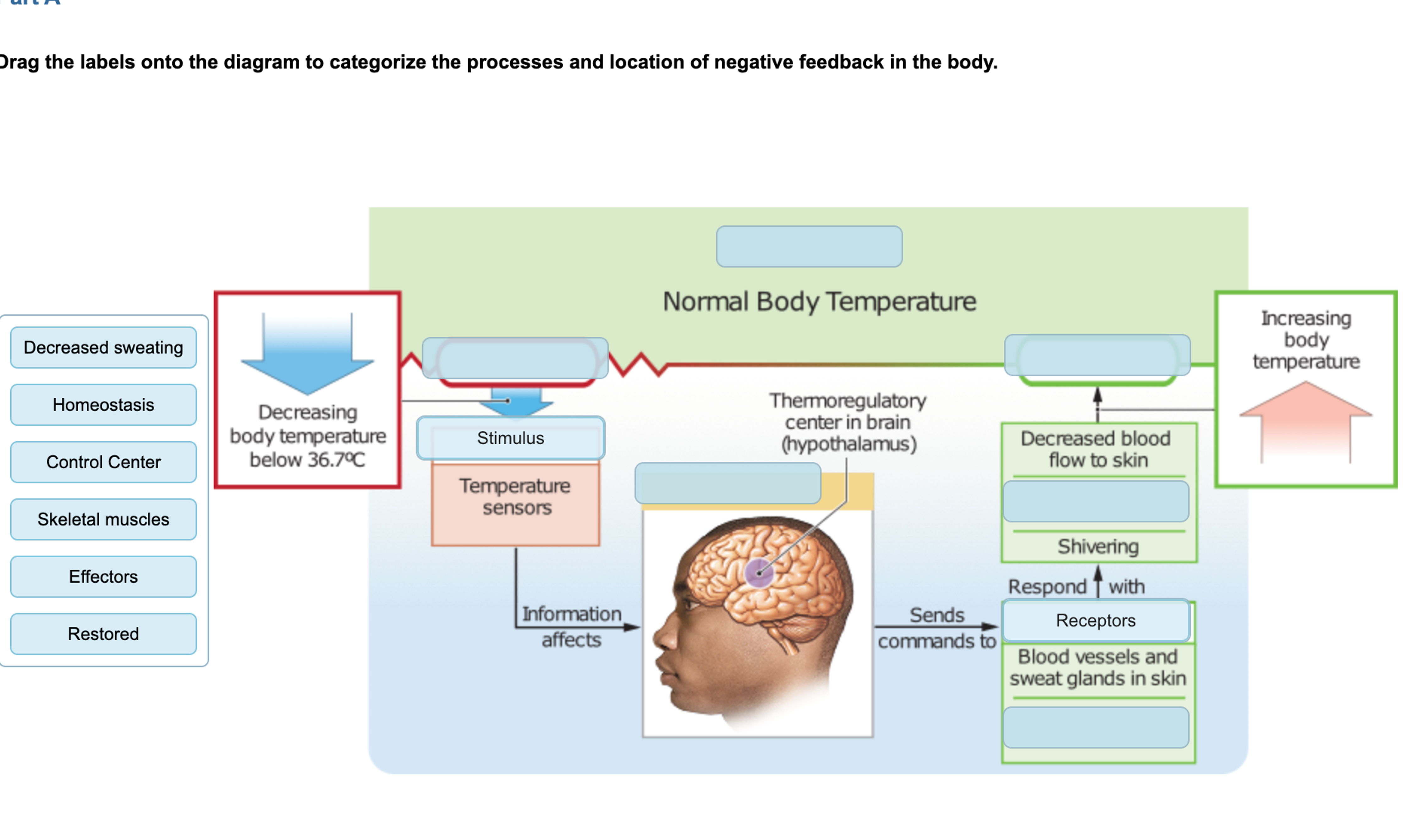 Solved drag the labels onto the diagram to categorize the | Chegg.com