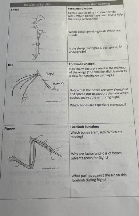 Solved Diasram of forelimb Answer the Following Sheep | Chegg.com
