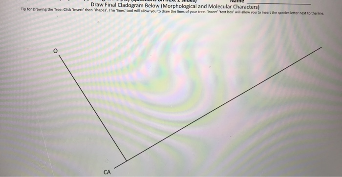 Solved Penguin Phylogeny You MUST build your cladogram based | Chegg.com
