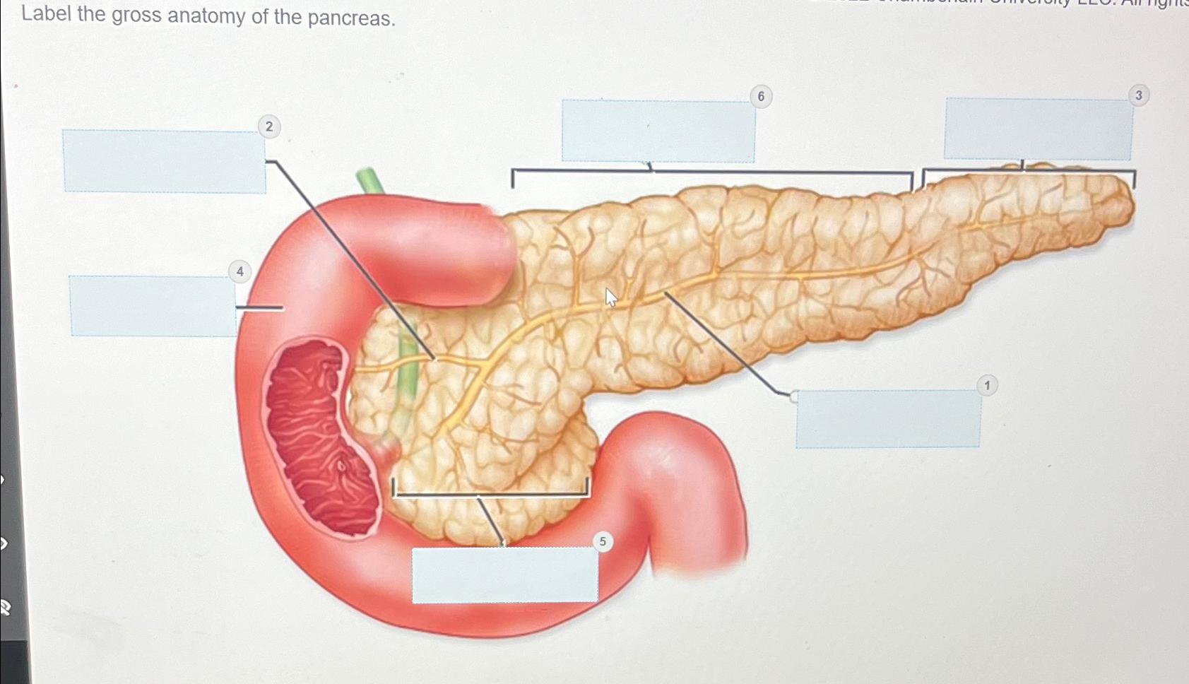 Solved Label the gross anatomy of the pancreas. | Chegg.com