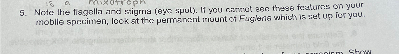 Solved Note the flagella and stigma (eye spot). ﻿If you | Chegg.com