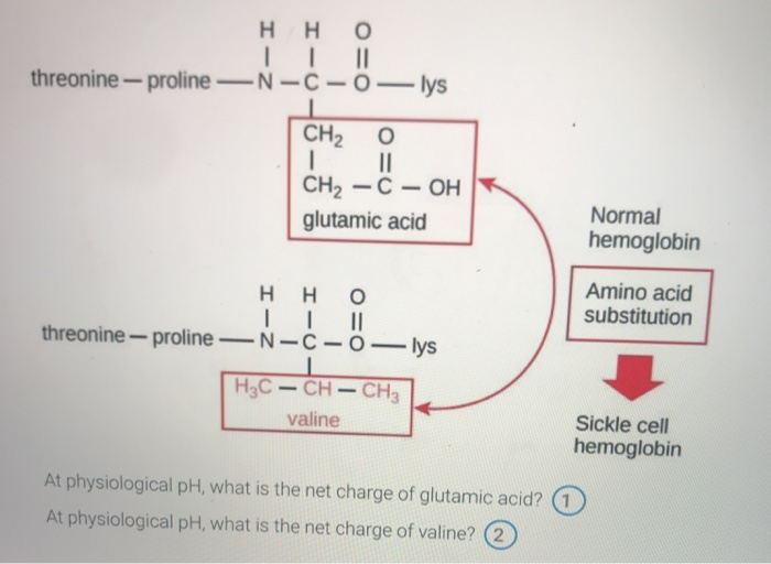 Solved Incorrect amino acid sequences in a protein can lead | Chegg.com