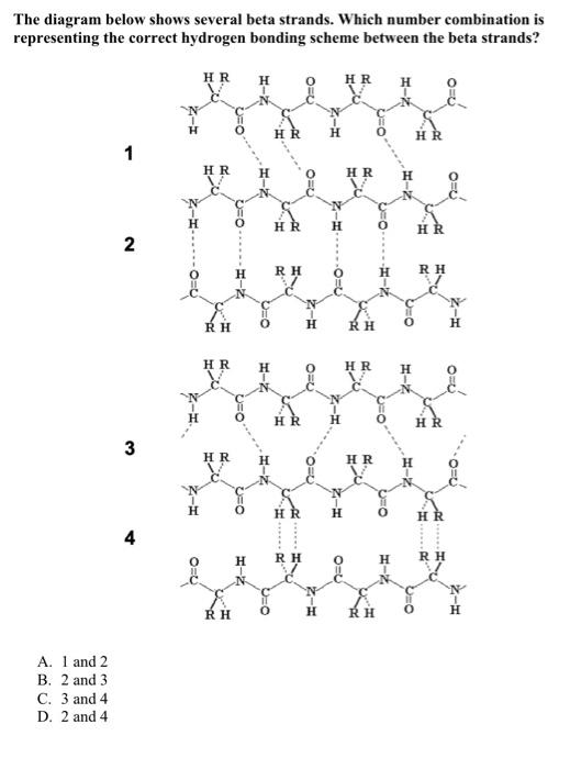Solved The diagram below shows several beta strands. Which | Chegg.com