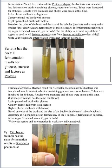 Solved Fermentation/Phenol Red broth Lab Worksheet (name of | Chegg.com