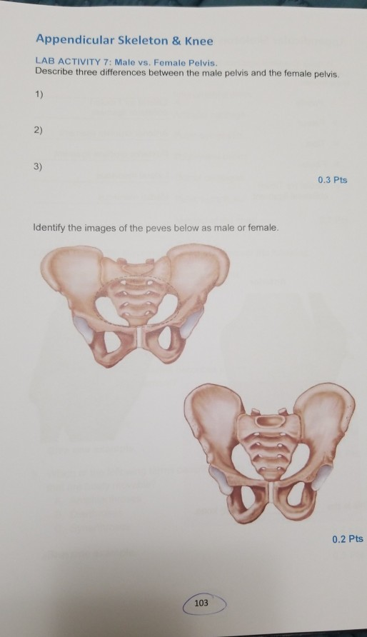 Solved Appendicular Skeleton & Knee LAB ACTIVITY 6: Tarsals, | Chegg.com