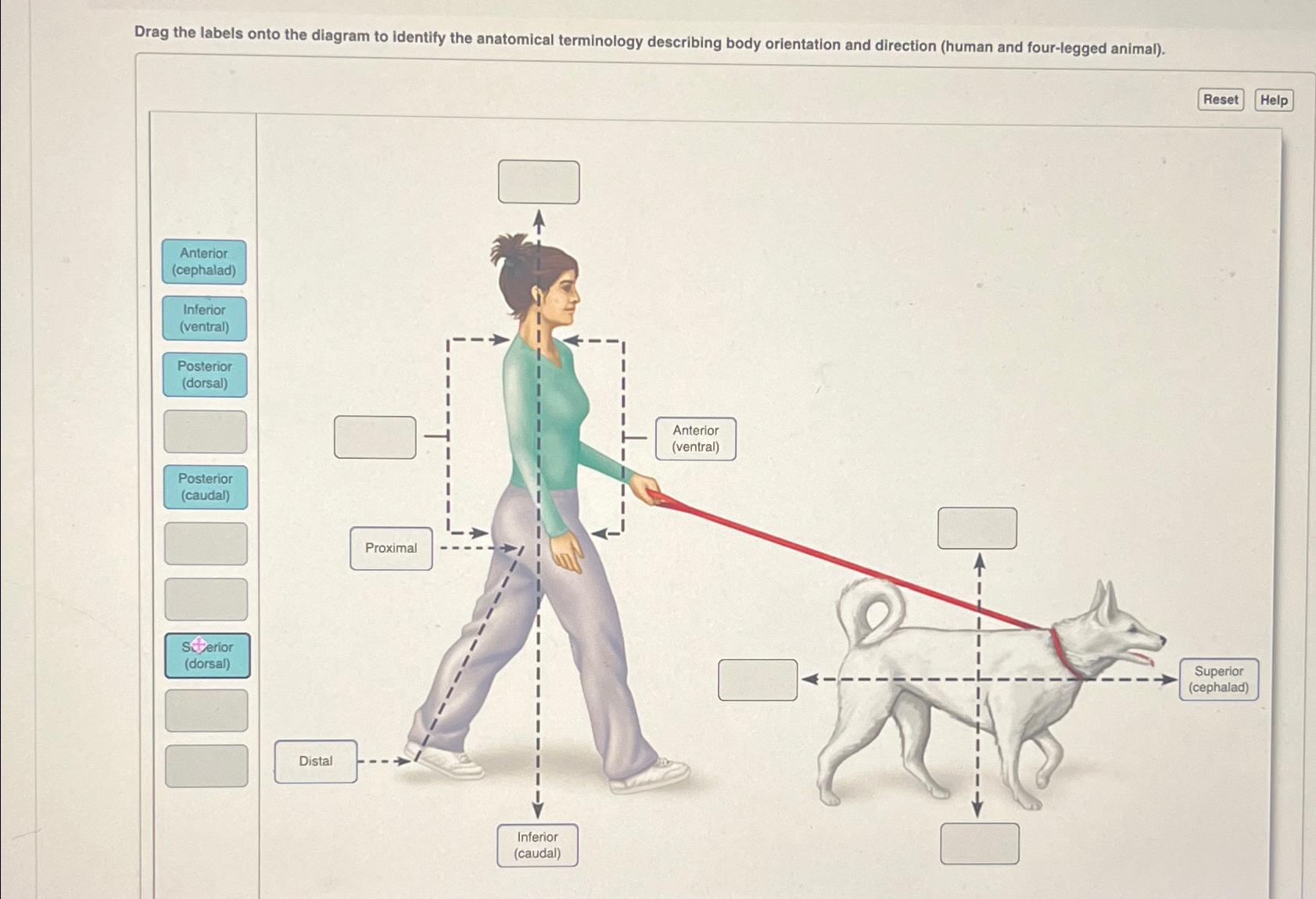 Solved Drag the labels onto the diagram to identify the | Chegg.com