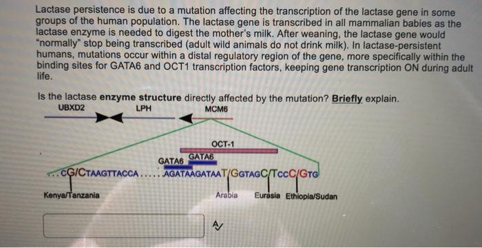 Solved Lactase persistence is due to a mutation affecting | Chegg.com