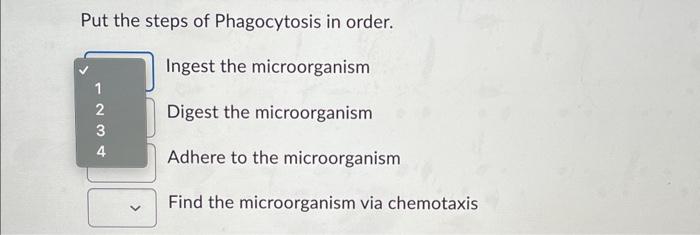 Solved Put the steps of Phagocytosis in order. Ingest the | Chegg.com