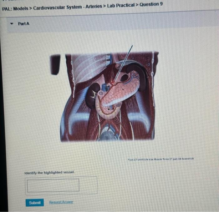 Solved PAL: Models > Cardiovascular System-Arteries > Lab | Chegg.com