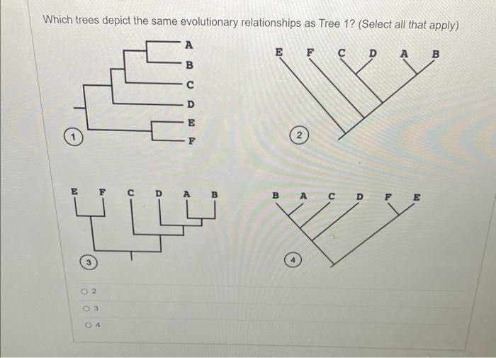 Solved Which trees depict the same evolutionary | Chegg.com
