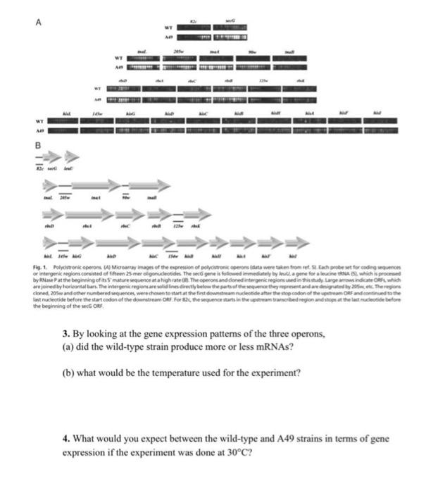 Solved the beginning of the secG oer. 3. By looking at the | Chegg.com