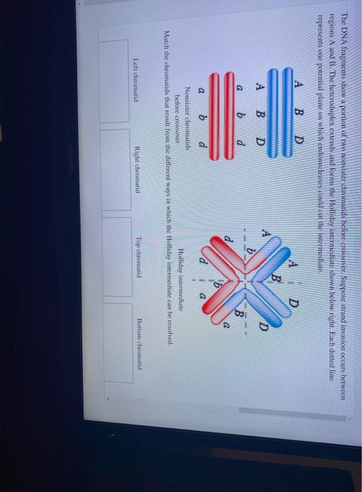 Solved The DNA fragments show a portion of two nonsister | Chegg.com