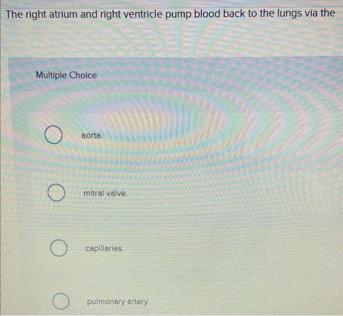 Solved The right atrium and right ventricle pump blood back | Chegg.com