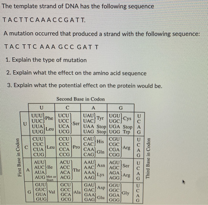 Solved The template strand of DNA has the following sequence | Chegg.com