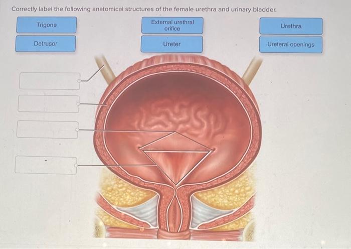 Solved Correctly label the following components of the | Chegg.com