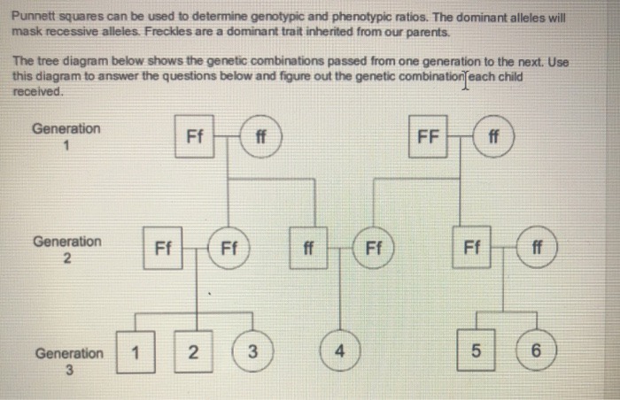 Solved Punnett squares can be used to determine genotypic | Chegg.com