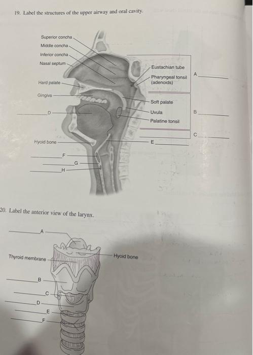 Solved 19 Label The Structures Of The Upper Airway And Oral