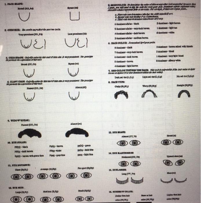 The Genetics of Parenthood Data Sheet Parents Child's | Chegg.com
