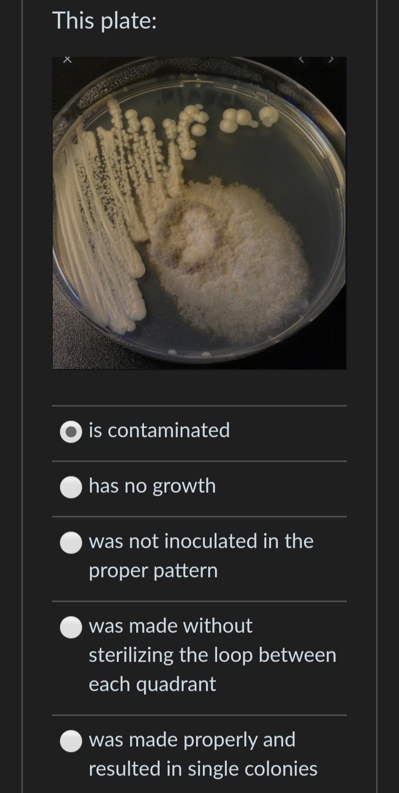 Solved This plate: is contaminated was made properly was | Chegg.com