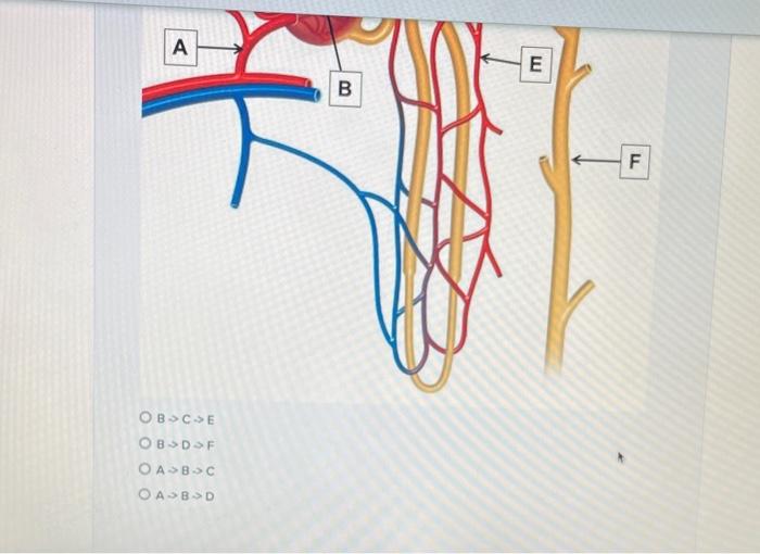 Solved Which letters on this diagram of a nephron make up | Chegg.com