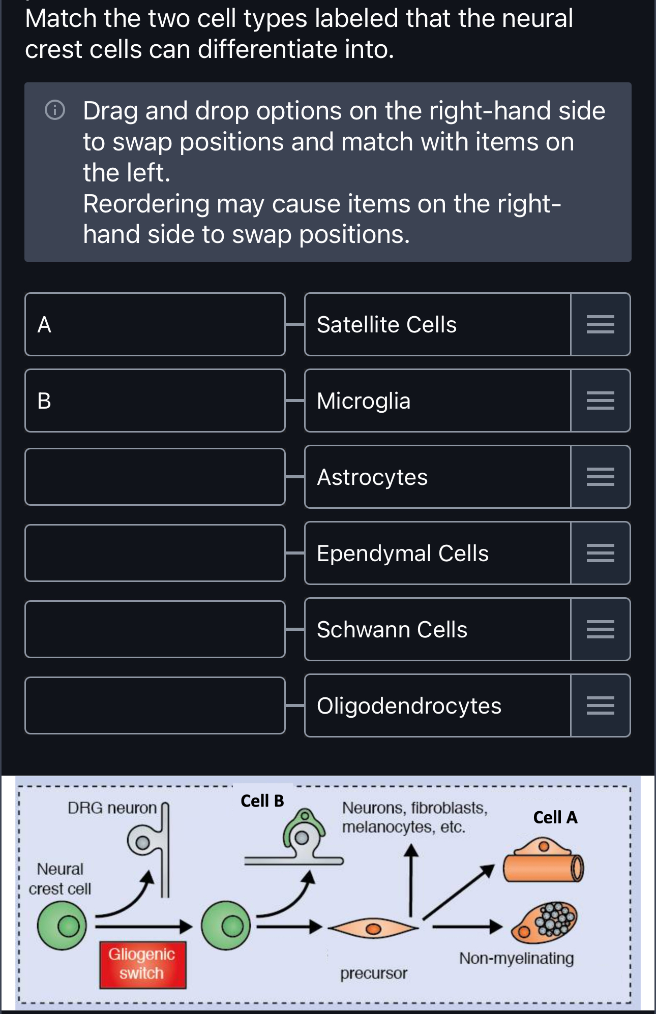 Solved Match the two cell types labeled that the neural | Chegg.com