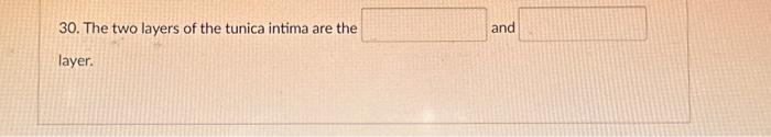 Solved 30. The two layers of the tunica intima are the and | Chegg.com