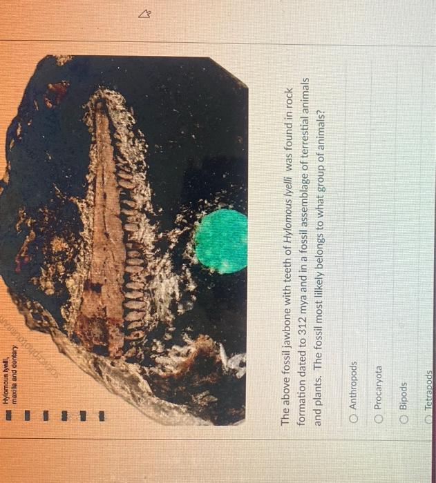 Solved Hrompus hyall, macilia and centary = 8 The above | Chegg.com