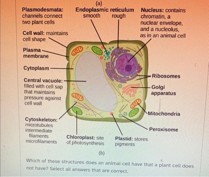Solved Nucleus Cytoskeleton Nuclear envelope: Microtubules: | Chegg.com