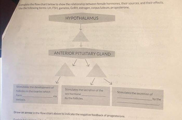 Solved Complete the flow chart below to show the | Chegg.com