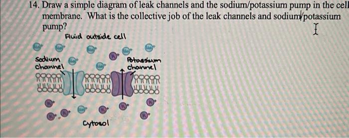 Solved 14. Draw a simple diagram of leak channels and the | Chegg.com