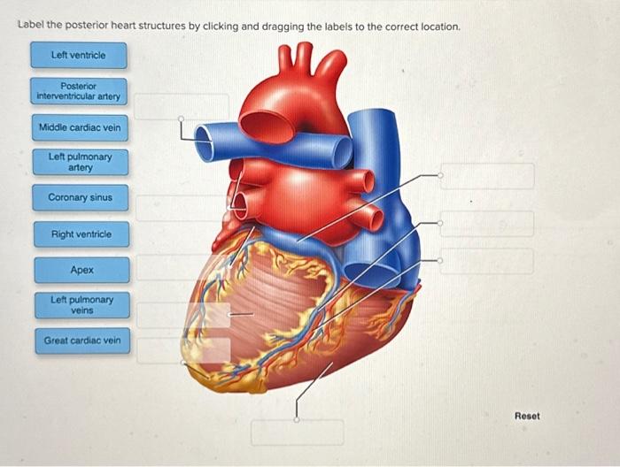 Solved Label the posterior heart structures by clicking and | Chegg.com