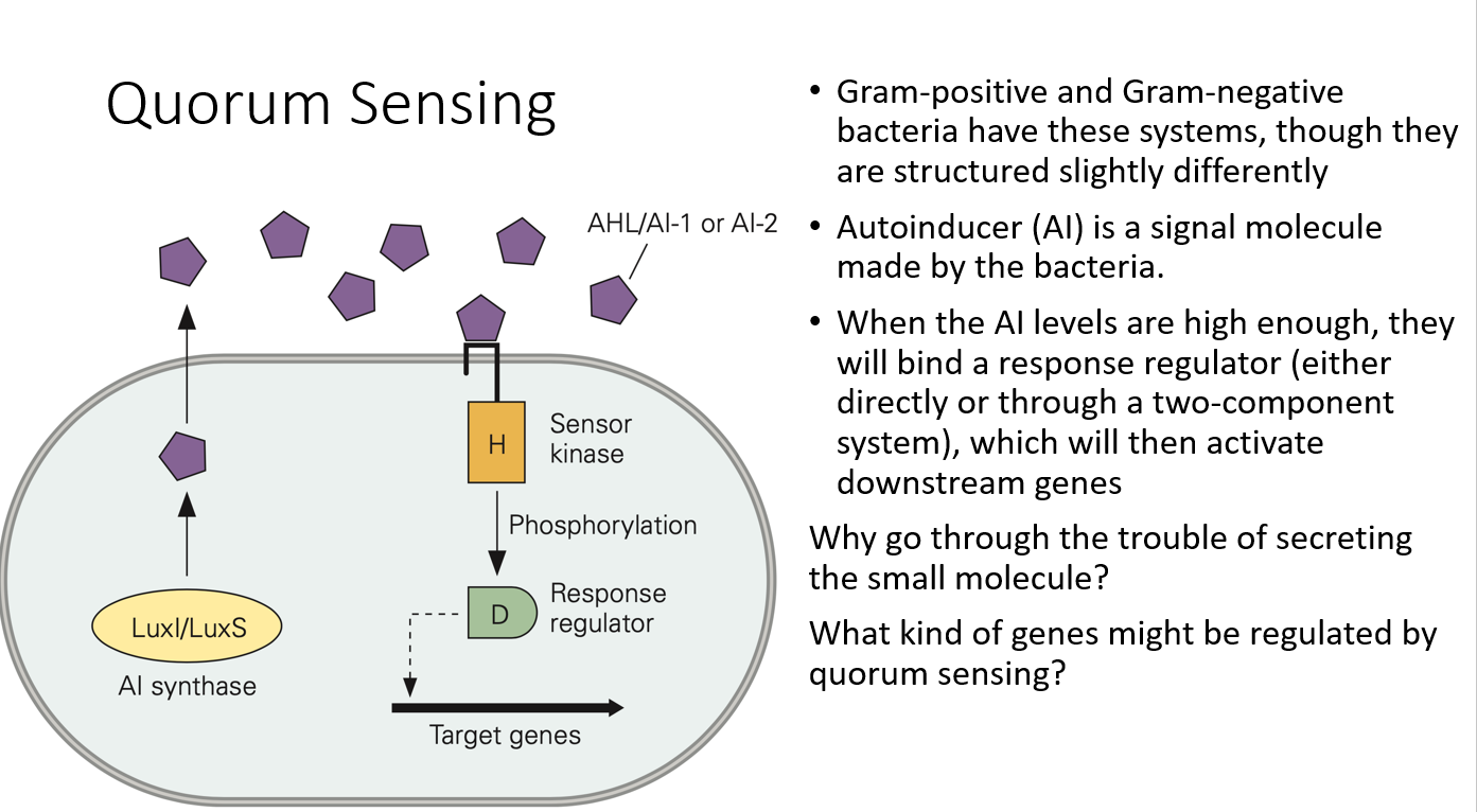 Solved Quorum SensingGram-positive and Gram-negativebacteria | Chegg.com