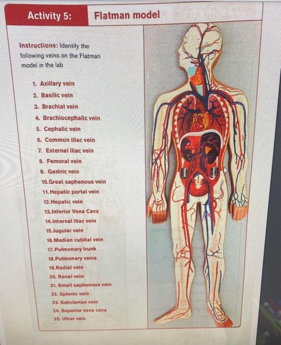 Solved Activity 5: Flatman model Instructions: Identify the | Chegg.com