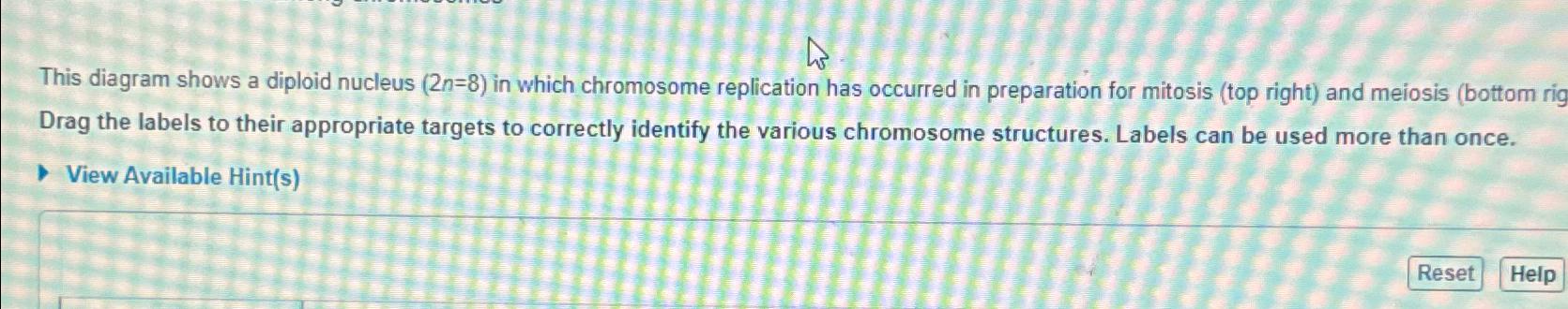 This diagram shows a diploid nucleus (2n)=(8) in | Chegg.com