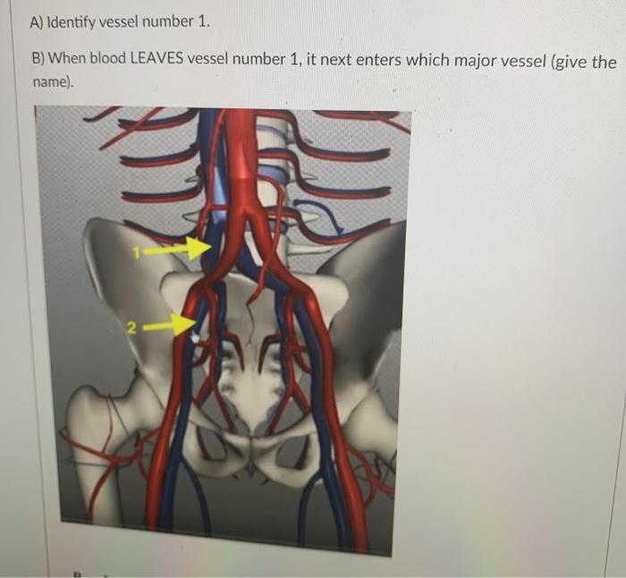 Solved A) Identify vessel number 1. B) When blood LEAVES | Chegg.com