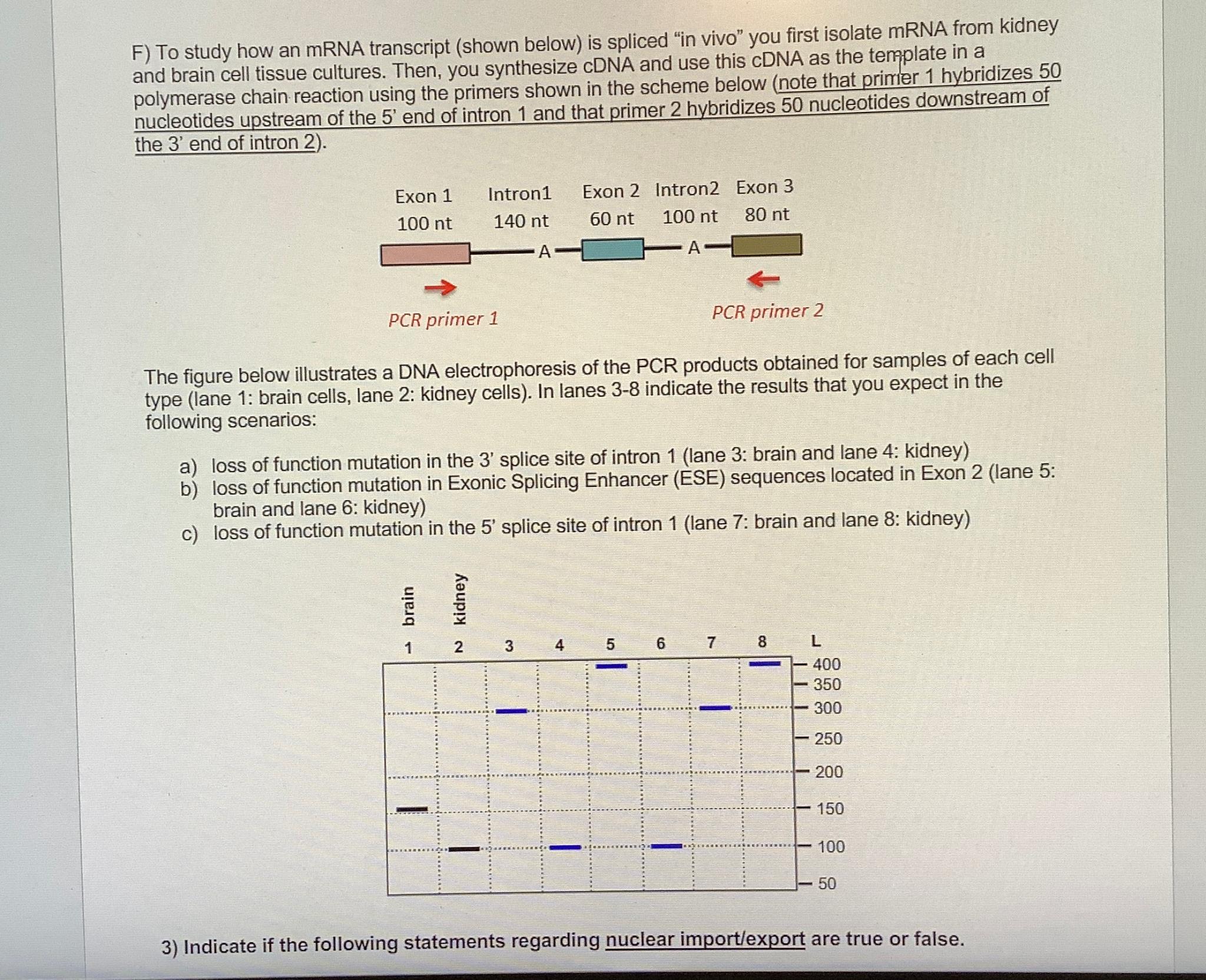 Solved F) ﻿To study how an mRNA transcript (shown below) ﻿is | Chegg.com