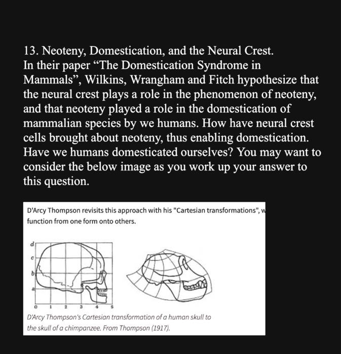 Solved 13. Neoteny, Domestication, and the Neural Crest. In | Chegg.com