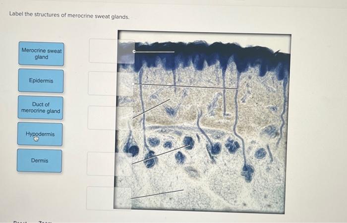 Solved Label the structures of merocrine sweat glands. | Chegg.com