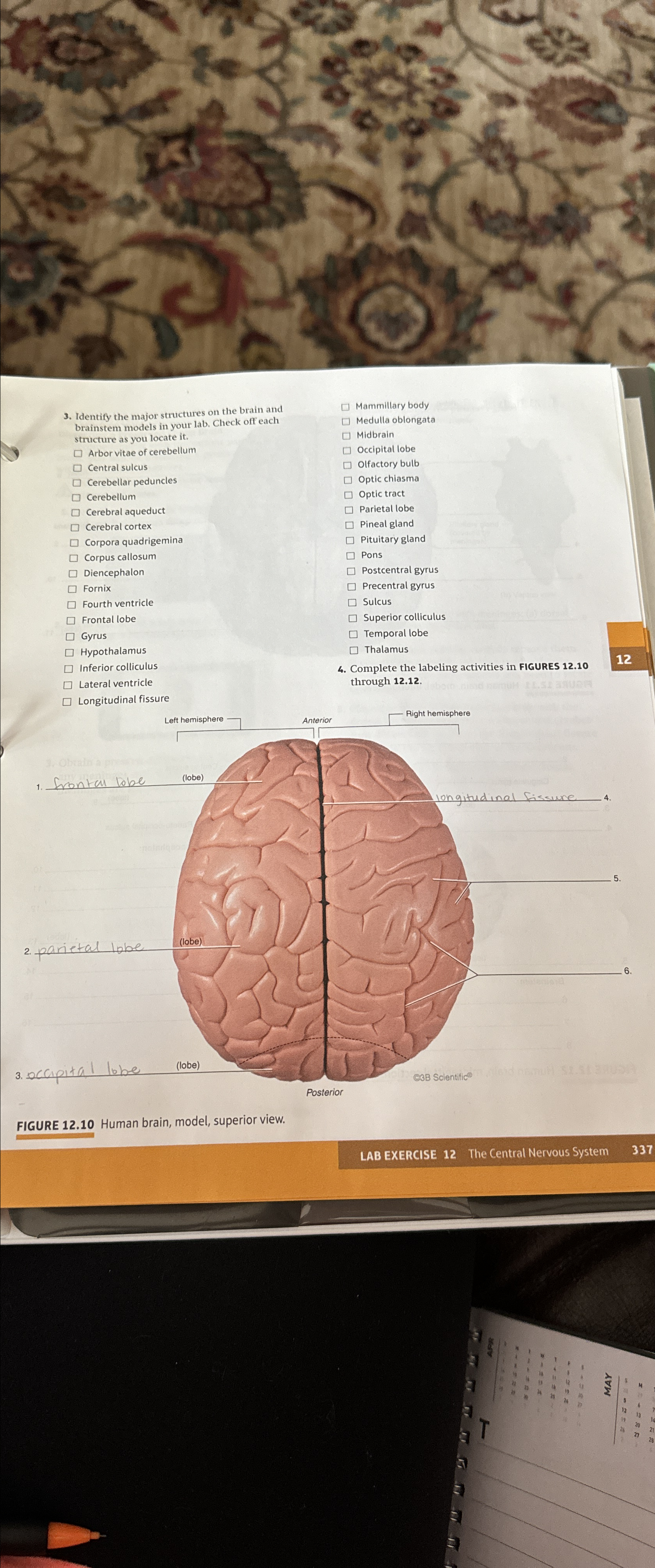 Solved FIGURE 12.10 ﻿Human brain, model, superior view.LAB | Chegg.com