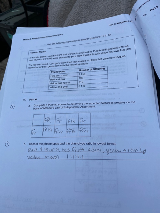 Solved Unit C: Assignment 60 odule 6: Mendelian Genetics and | Chegg.com