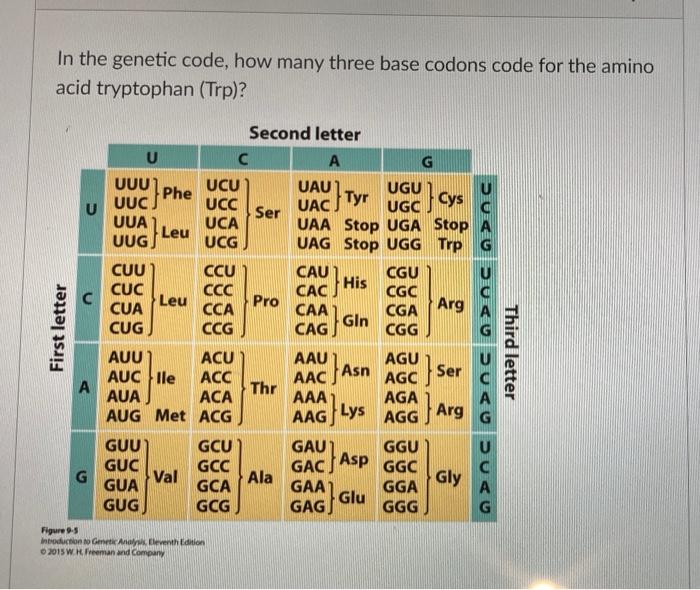 Solved In the genetic code, how many three base codons code | Chegg.com
