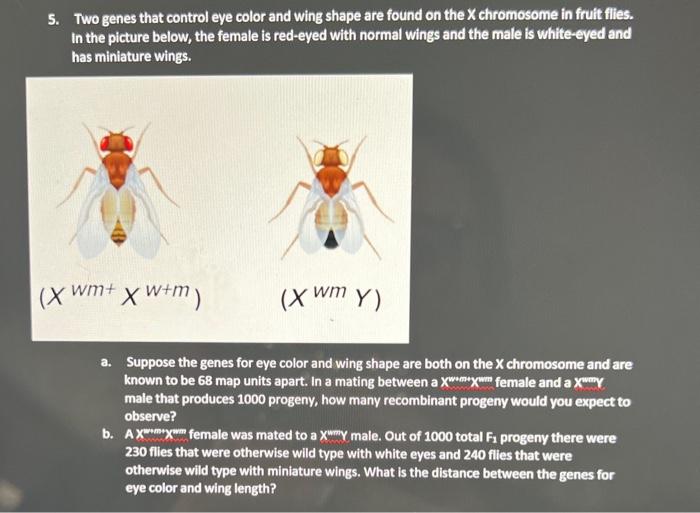 Solved 5. Two genes that control eye color and wing shape | Chegg.com