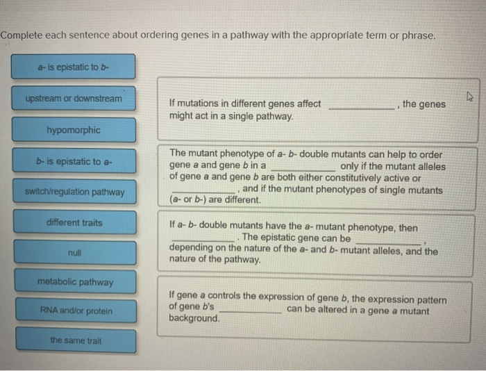 Solved Complete each sentence about ordering genes in a | Chegg.com