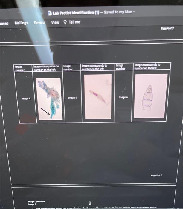 Solved Protists Identification Lab Name: Task 1. Fill in | Chegg.com