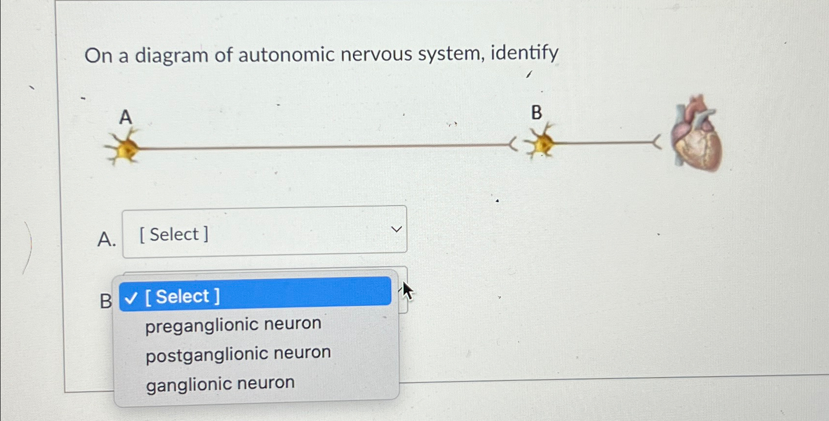 Solved On a diagram of autonomic nervous system, identifyA. | Chegg.com