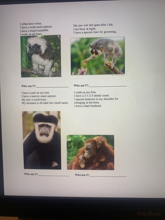 PRIMATES: WHO AM I? Use your primate chart to | Chegg.com