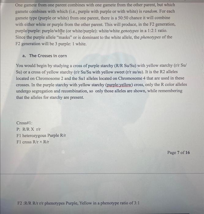 Solved Protocol 2: 1. Observe the image of a cob of corn in | Chegg.com